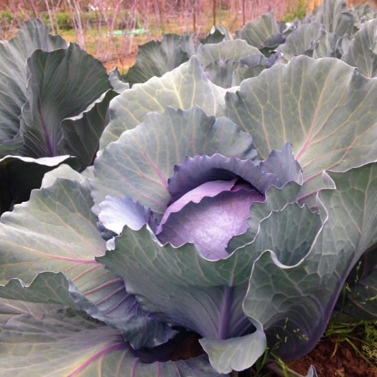 Red Express Cabbage Seeds - All For Our Country